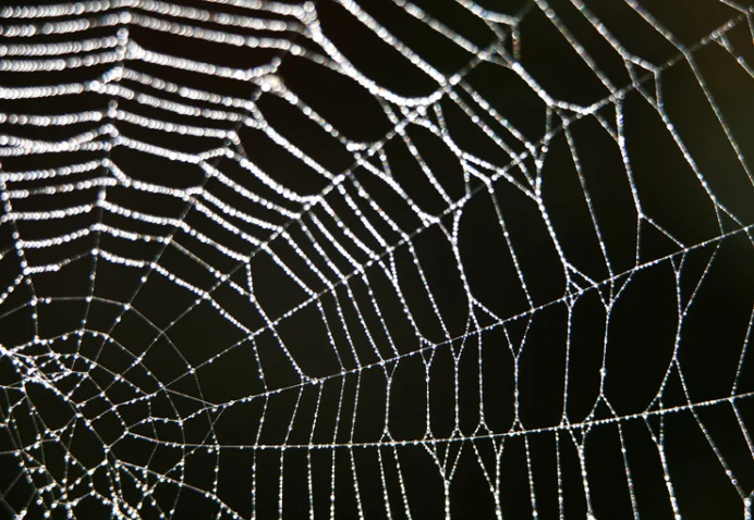 未来素材「QMONOS」の知財戦略：Spiberの特許が紡ぐ成長 – IP design News