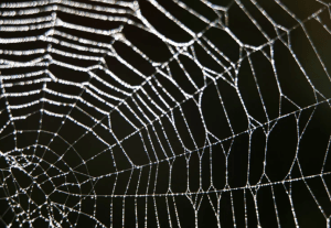 未来素材「QMONOS」の知財戦略：Spiberの特許が紡ぐ成長 – IP design News